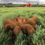 Prairie Hog Country – Introducing Mangalitsa Pigs